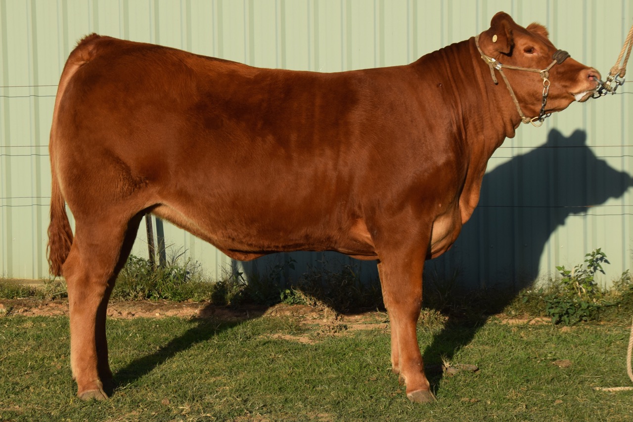 NATIONAL SHOW & SALE HIGHLIGHTS